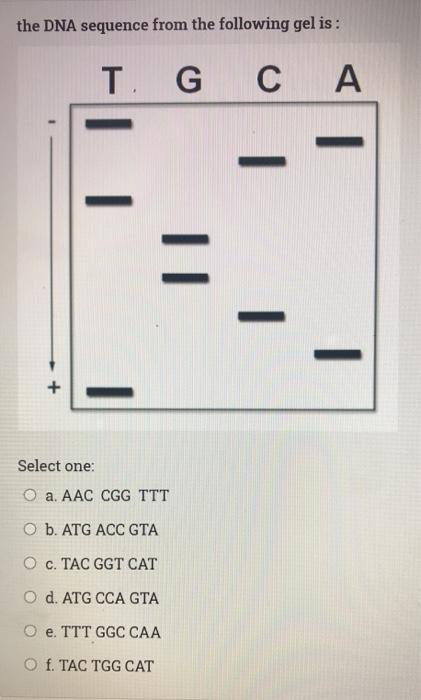 Solved the DNA sequence from the following gel is: T. G СА + | Chegg.com