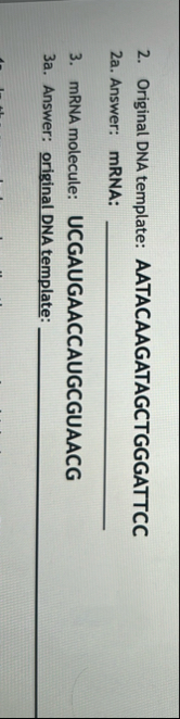 Solved Original DNA template: AATACAAGATAGCTGGGATTCC2a. | Chegg.com