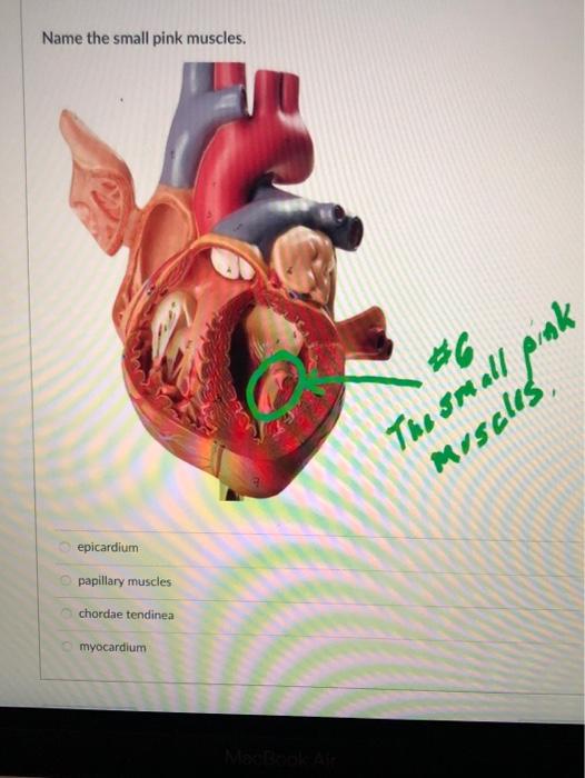 Solved Name the small pink muscles. 女 #G The small pink | Chegg.com