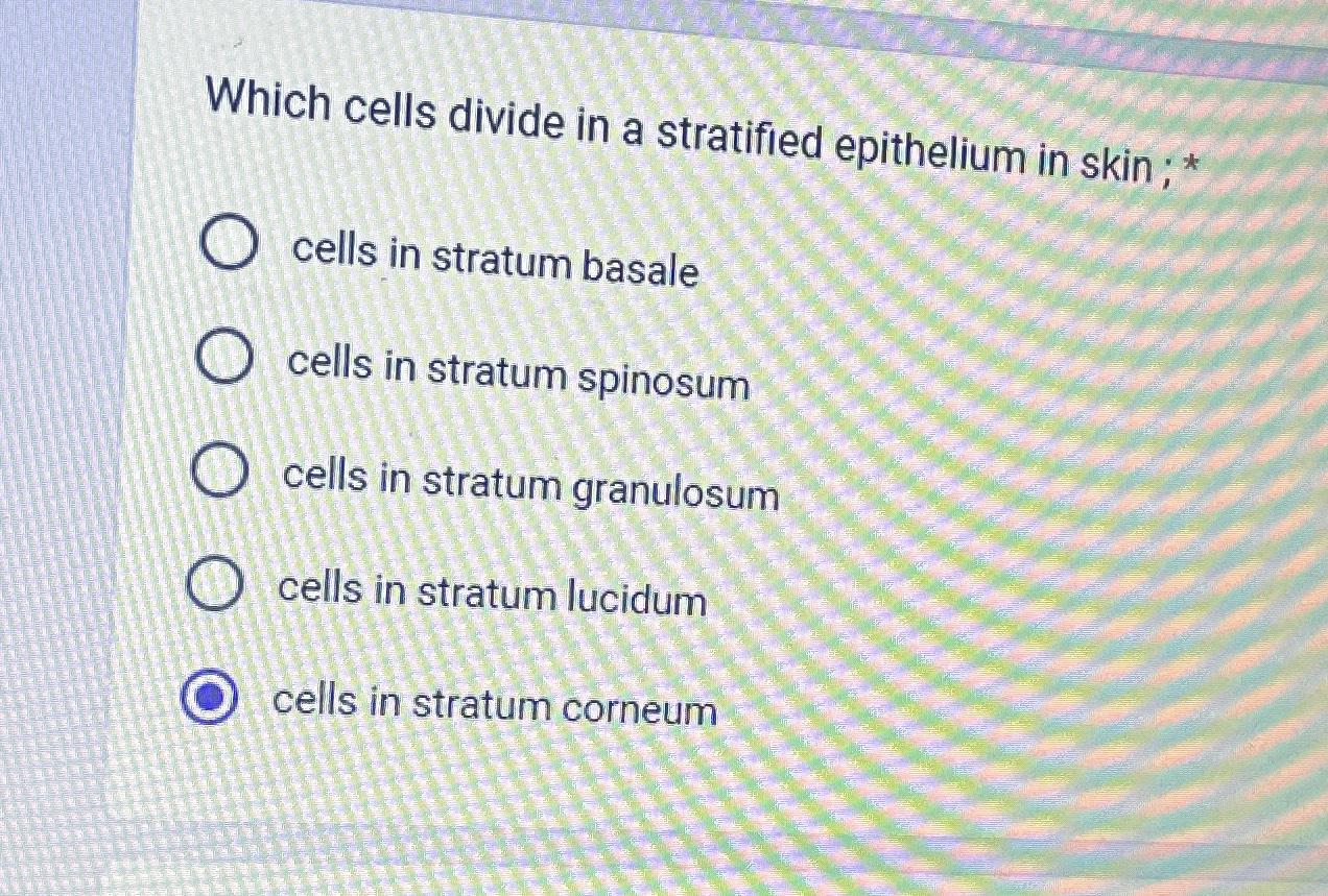 Solved Which cells divide in a stratified epithelium in skin | Chegg.com