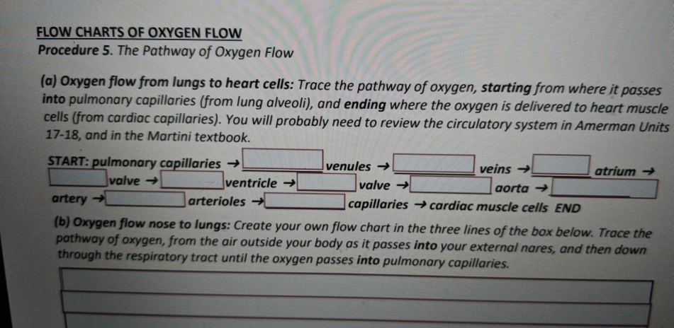 Solved FLOW CHARTS OF OXYGEN FLOW Procedure 5. The Pathway | Chegg.com