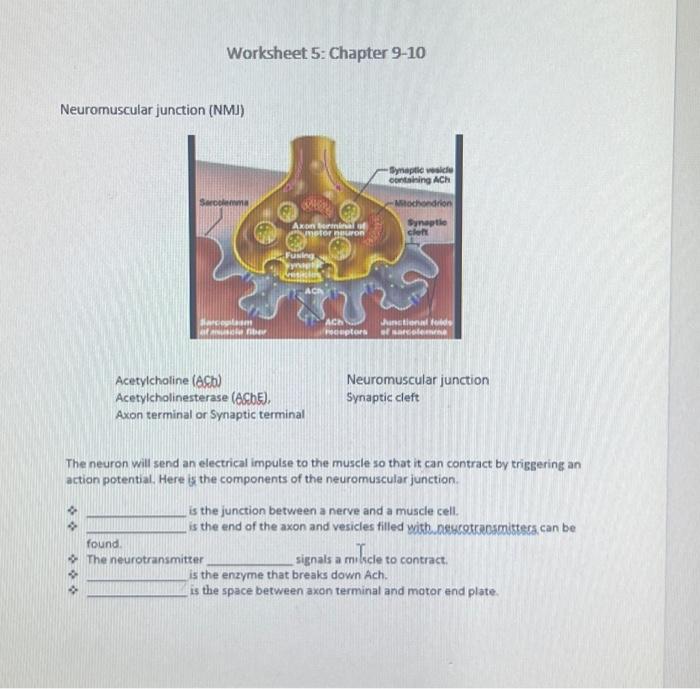 Solved Worksheet 5: Chapter 9-10 Neuromuscular junction | Chegg.com