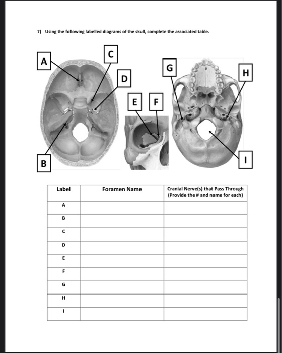 Solved 7) Using the following labelled diagrams of the | Chegg.com