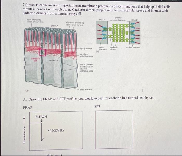 2 (4pts). E-cadherin is an important transmembrane | Chegg.com