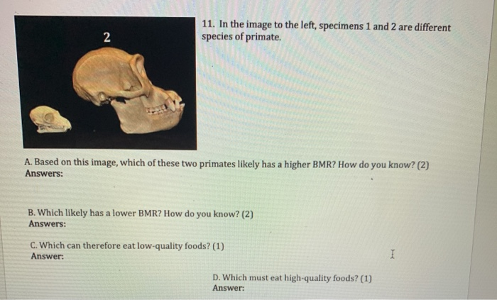 Solved 9. Look at the primate skeleton to the left. A: Based | Chegg.com