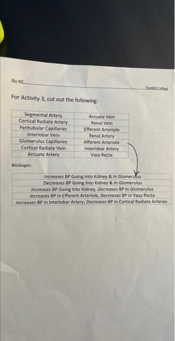 Solved Activity 3: Tracing Kidney Blood Flow The kidneys are | Chegg.com