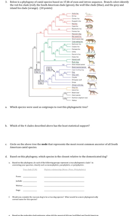 3. Below is a phylogeny of canid species based on 15 | Chegg.com