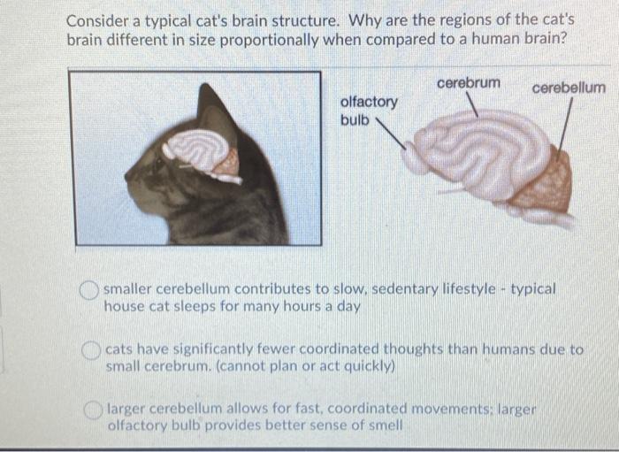 Solved Consider a typical cat's brain structure. Why are the | Chegg.com