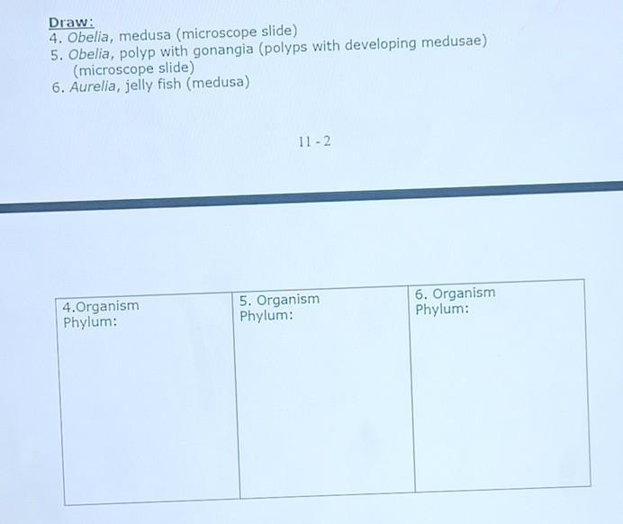 Solved Draw: 4. Obelia, medusa (microscope slide) 5. Obelia, | Chegg.com