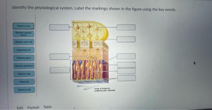 Identify the physiological system. Label the markings | Chegg.com