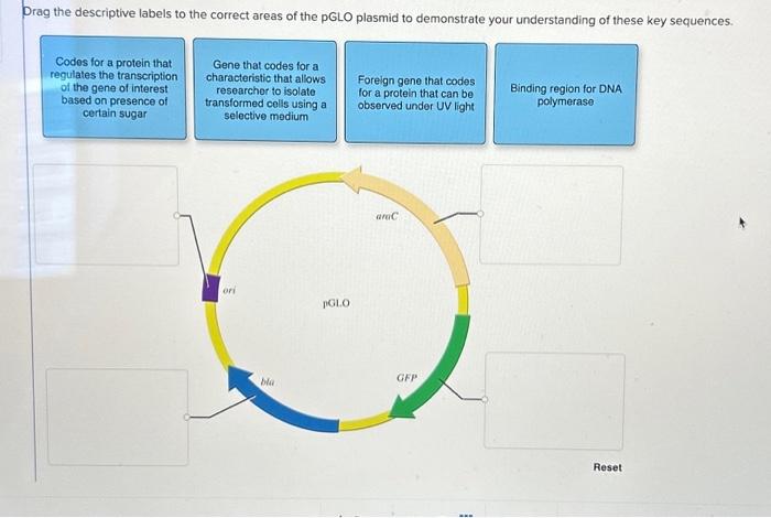 Solved Drag the descriptive labels to the correct areas of | Chegg.com