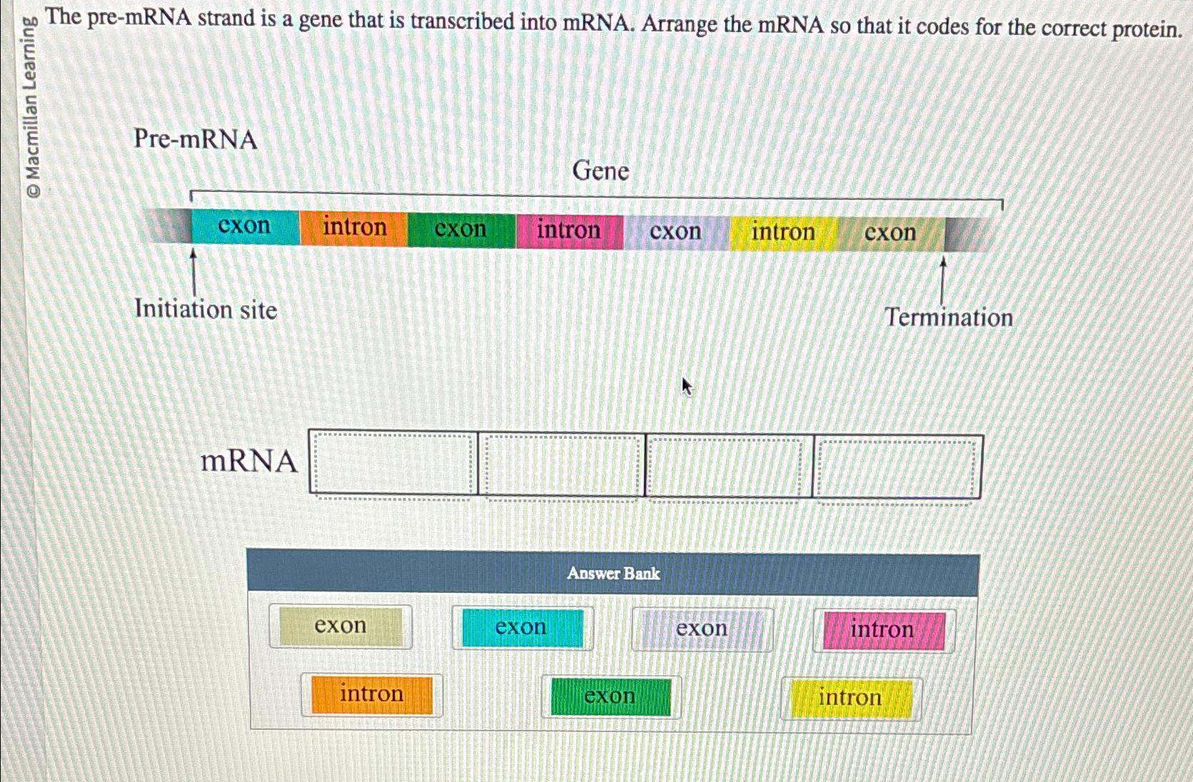 Solved The pre-mRNA strand is a gene that is transcribed | Chegg.com