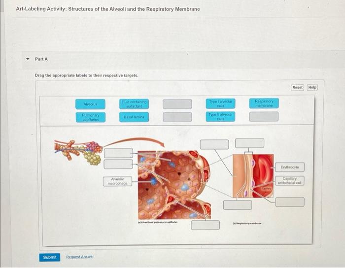 Solved Art-Labeling Activity: Structures of the Alveoli and | Chegg.com