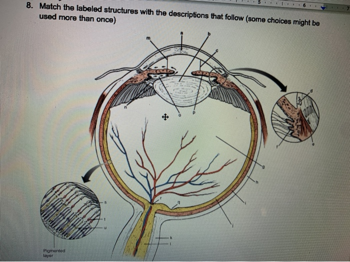 Solved Eye anatomy 8. Match the labeled structures with the | Chegg.com