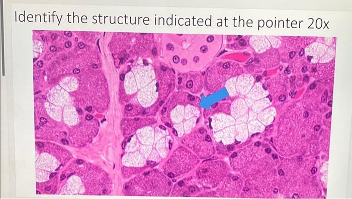 Solved Identify the structure indicated at the pointer 20x | Chegg.com