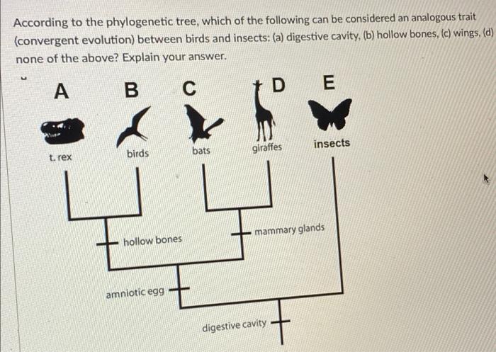 Solved According to the phylogenetic tree, which of the | Chegg.com