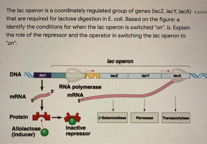 Solved The lac operon is a coordinately regulated group of | Chegg.com