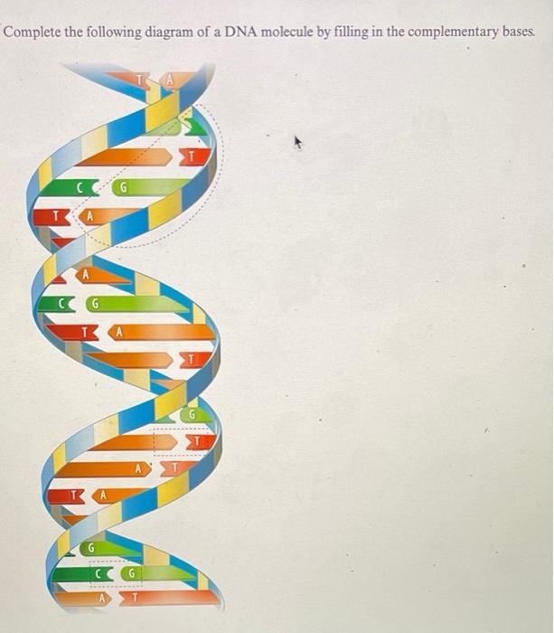 Solved Complete the following diagram of a DNA molecule by | Chegg.com