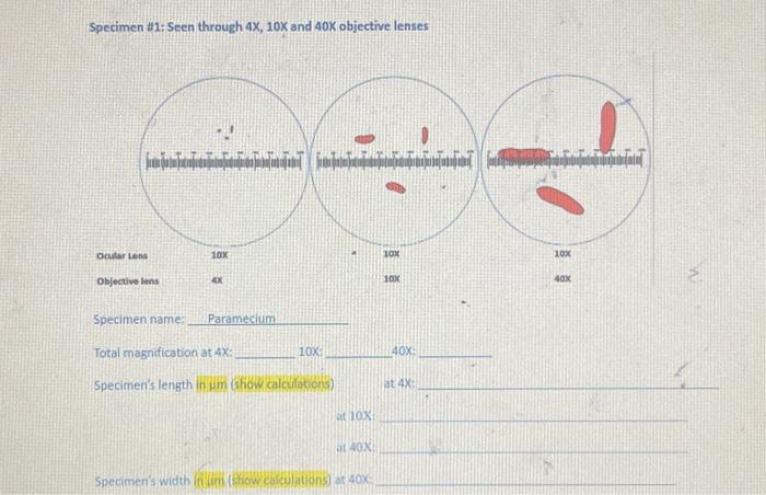 Solved Specimen #1 : Seen through 4X,10X and 40X objective | Chegg.com
