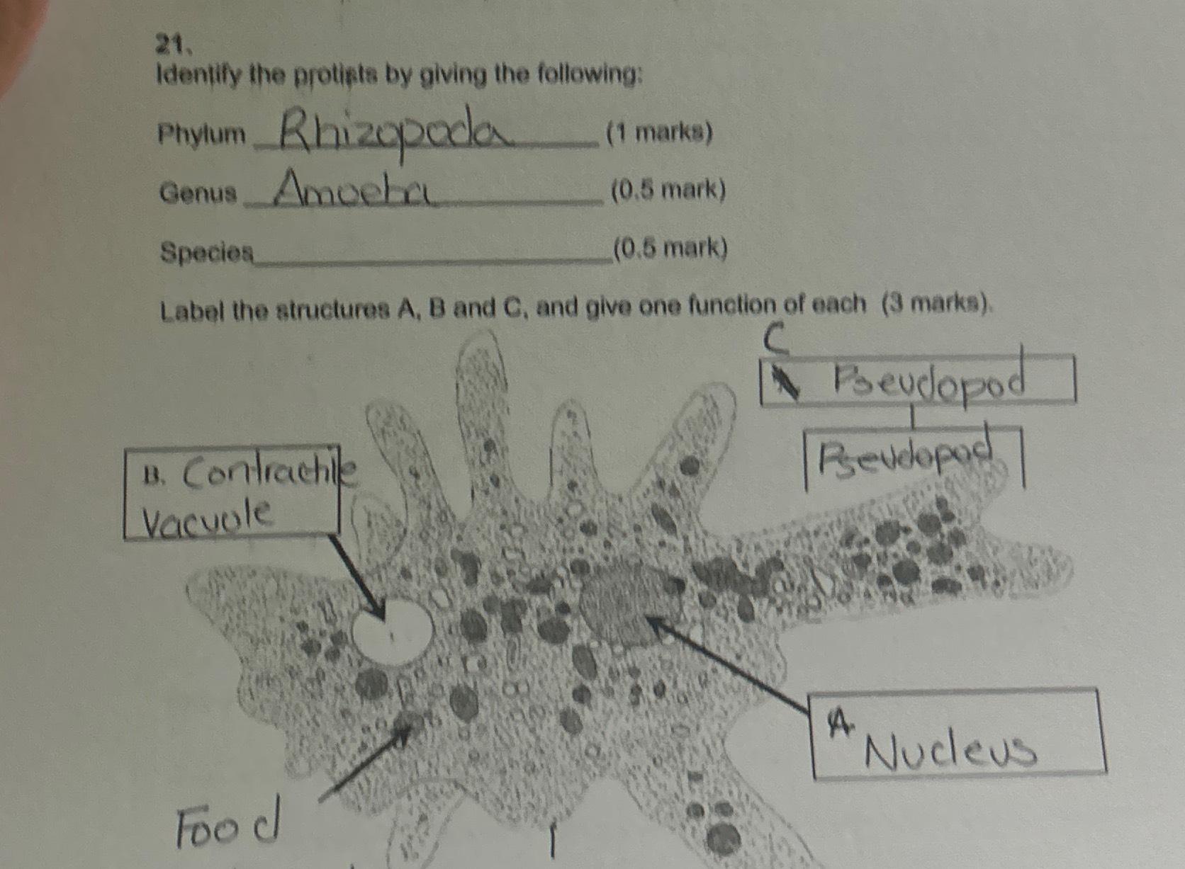 Solved Idenlify the protists by giving the following:Phyum | Chegg.com