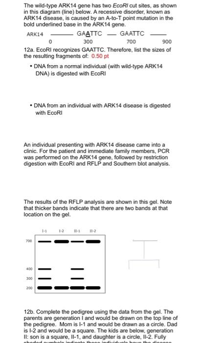 Solved The wild-type ARK 14 gene has two EcoRI cut sites, as | Chegg.com