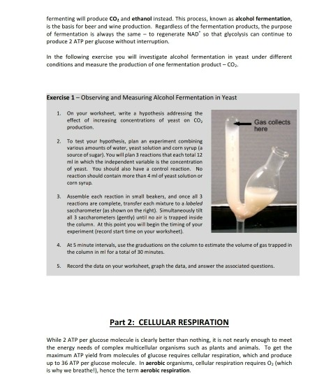 Bio 6 - Fermentation & Cellular Respiration Lab | Chegg.com