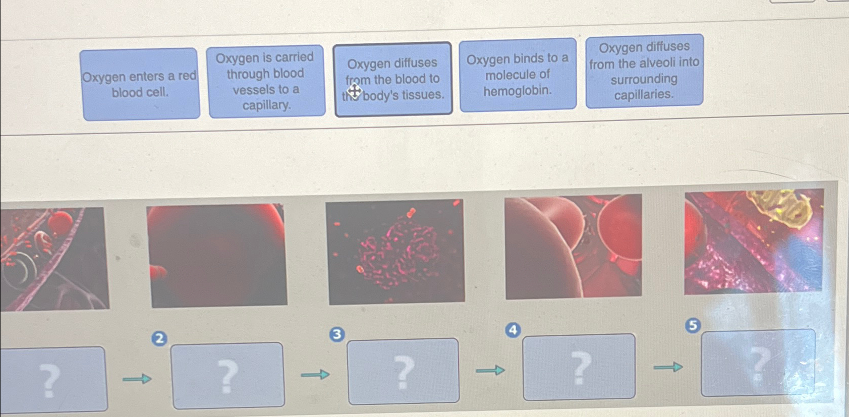 Solved Oxygen enters a redOxygen is carriedthrough | Chegg.com