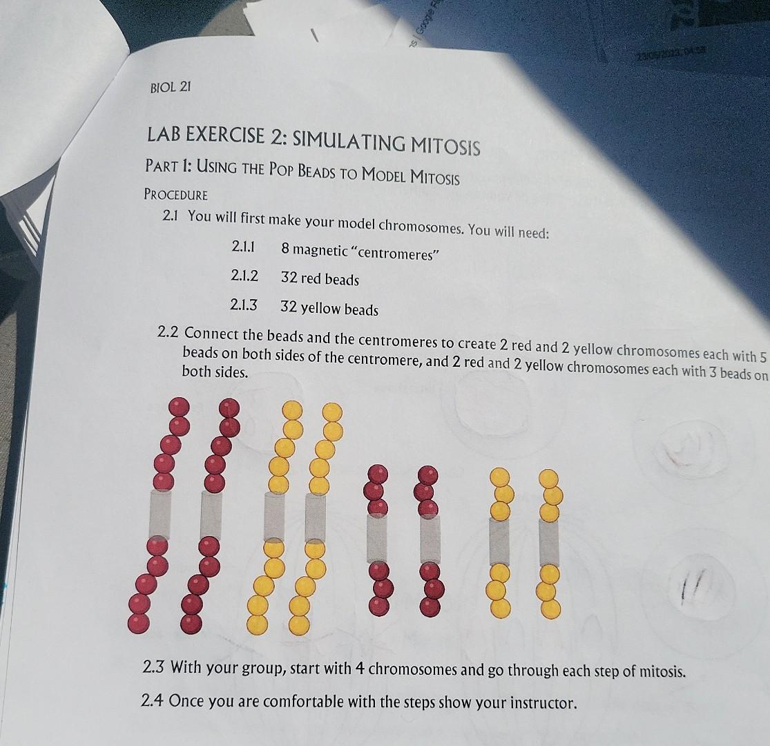 Part 1: Using the Pop Beads to Model Mitosis | Chegg.com