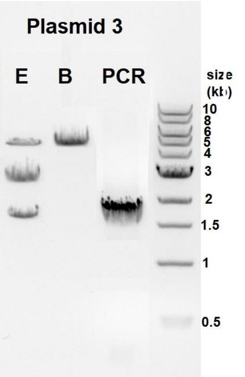 Solved Draw a restriction map of recombinantplasmid 3 ﻿in | Chegg.com