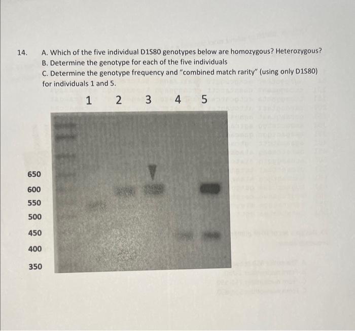 14. A. Which of the five individual D1S80 genotypes | Chegg.com