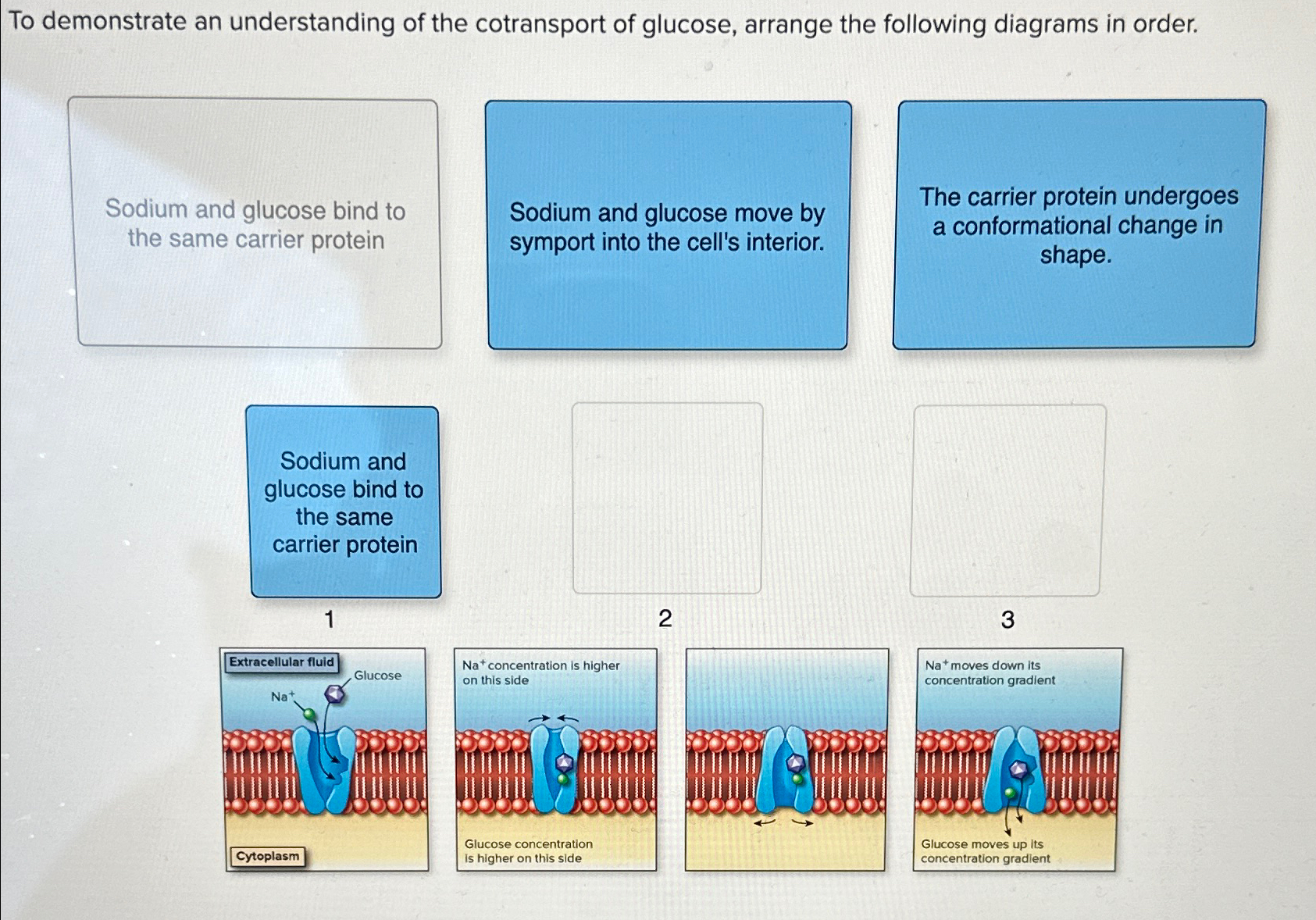 Solved To demonstrate an understanding of the cotransport of | Chegg.com