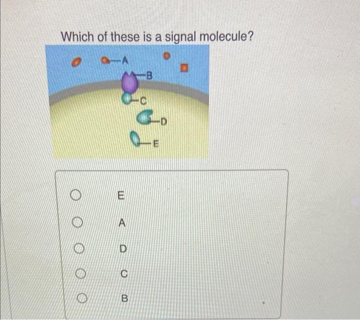 Solved Which of these is a signal molecule? O 0 A B O O E A | Chegg.com