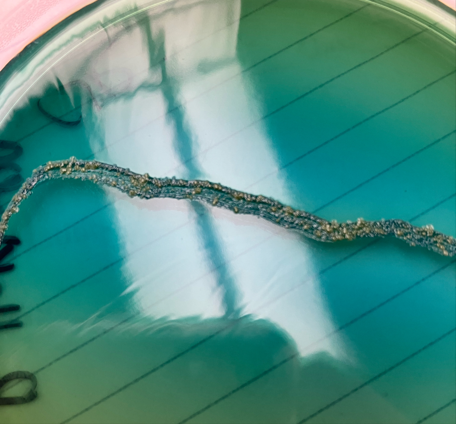 How would you record these results from unknown on | Chegg.com