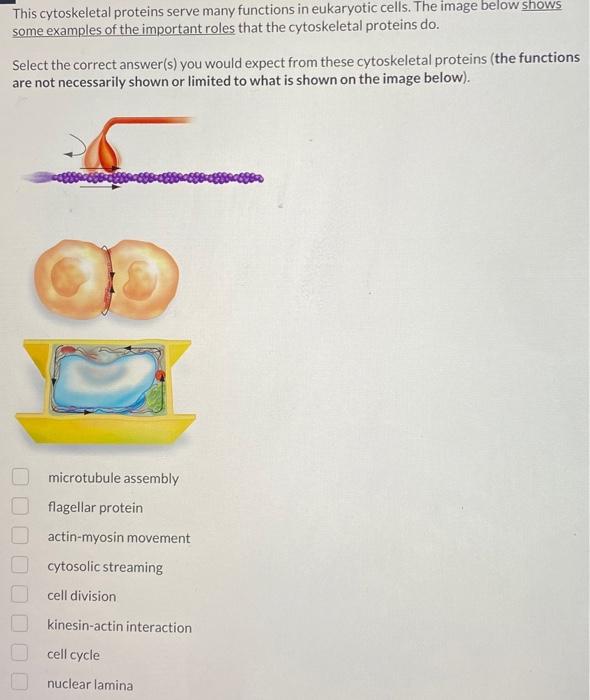 Solved This cytoskeletal proteins serve many functions in | Chegg.com
