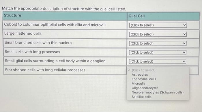 Solved Match the appropriate description of structure with | Chegg.com