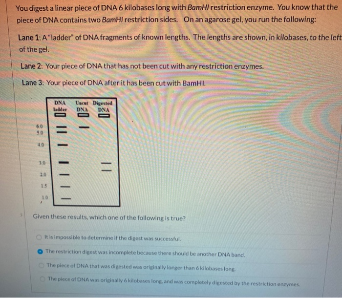 You digest a linear piece of DNA 6 kilobases long | Chegg.com