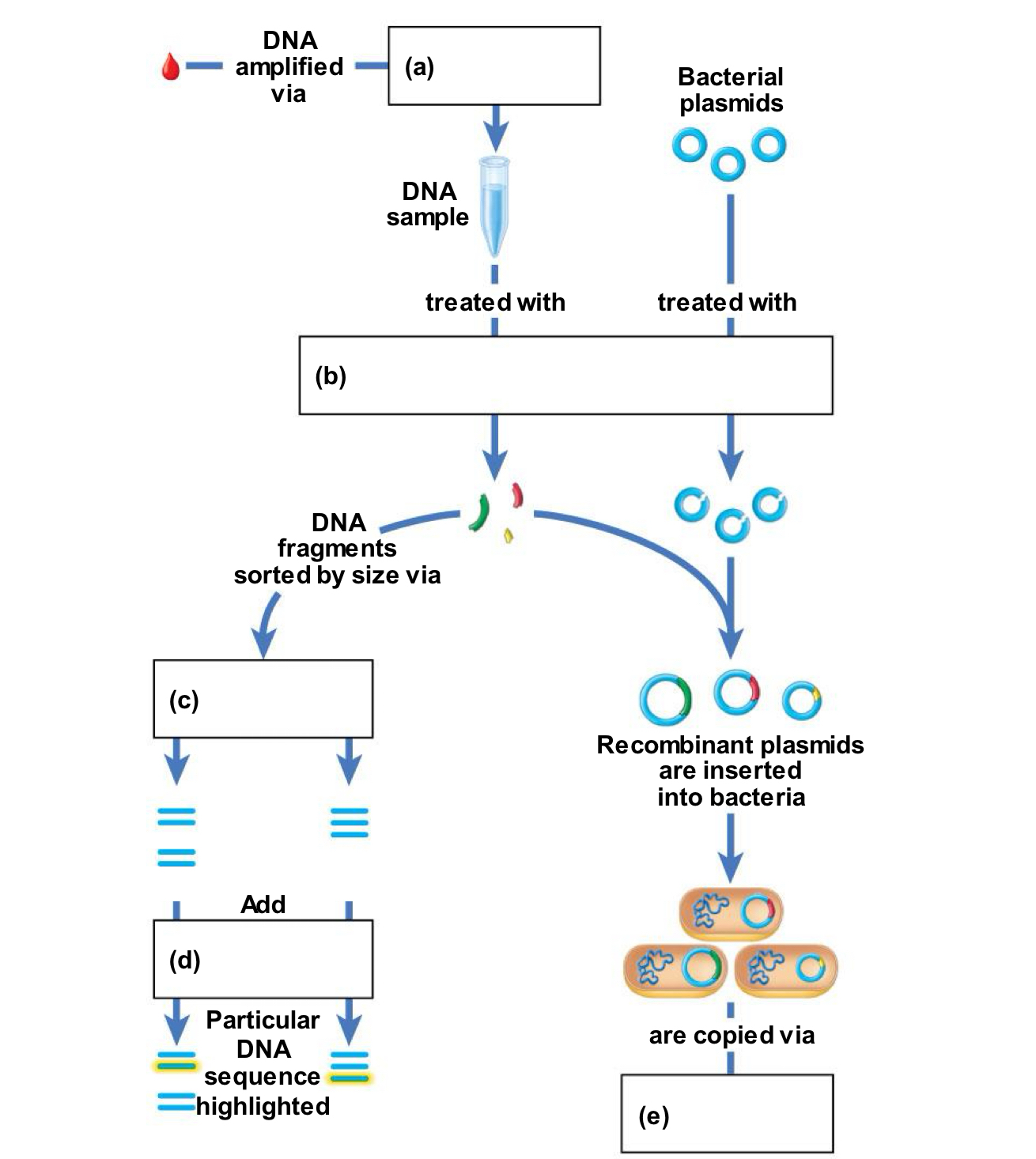 Solved The DNA is amplified via what? | Chegg.com