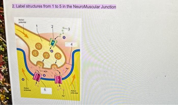Solved 2. Label structures from 1 to 5 in the NeuroMuscular | Chegg.com