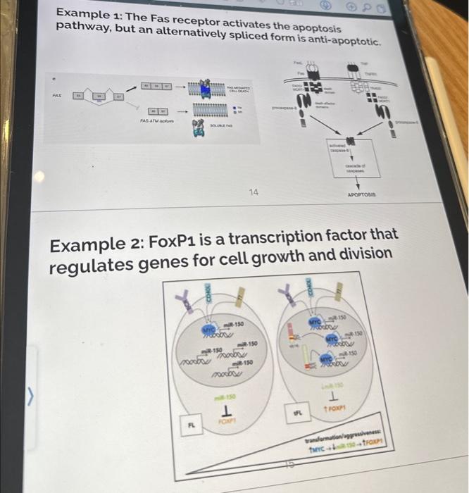 Solved In the Fas-R example, what types of gene expression | Chegg.com
