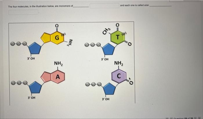 Solved The four melncules, in the illustration below, are | Chegg.com