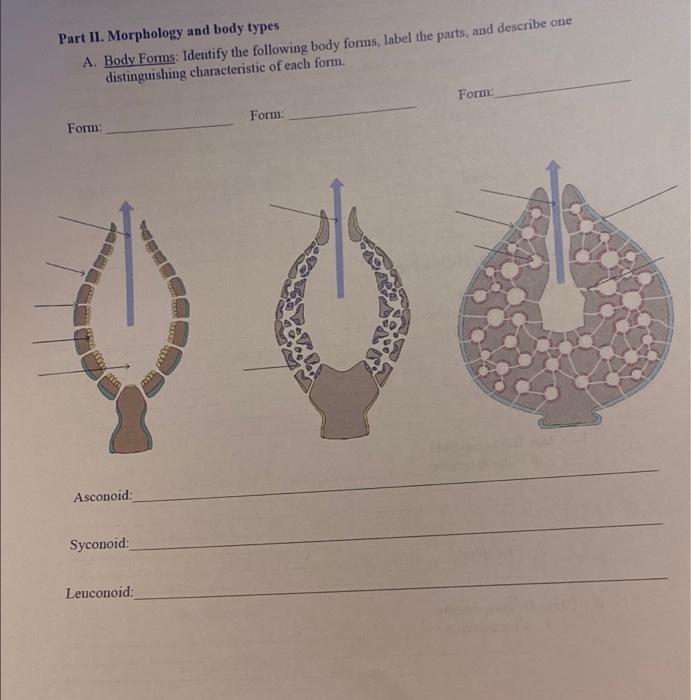 Solved Part II. Morphology and body types A. Body Forms: | Chegg.com