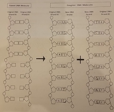 Solved Parent DNA MoleculeOriginal DNA Oriinai | Chegg.com