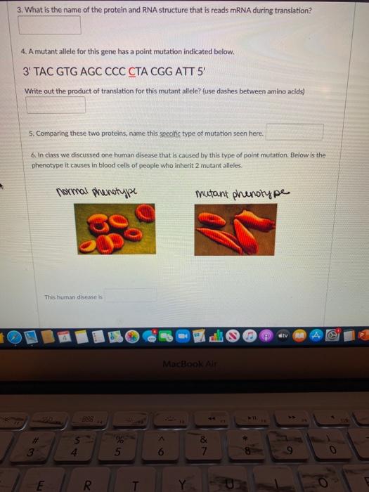 Solved Question 16 12 pts Below is a gene that needs to be | Chegg.com