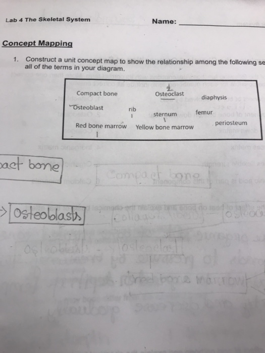 Lab 4 The Skeletal System Name: Concept Mapping 1. | Chegg.com
