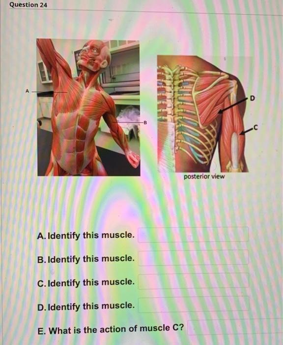 Solved Question 24 D posterior view A. Identify this muscle. | Chegg.com