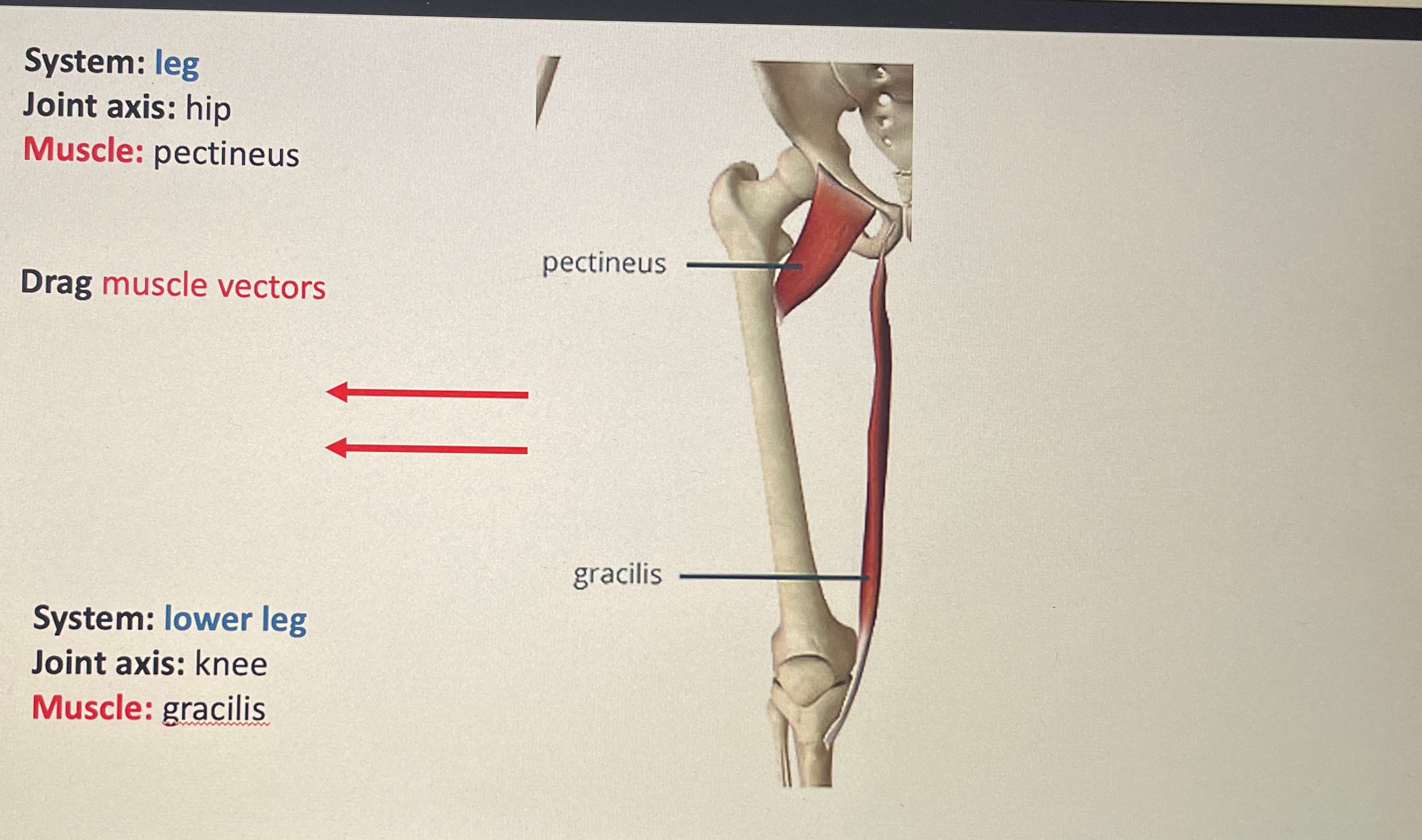 Solved System: leg Joint axis: hip Muscle: pectineusDrag | Chegg.com