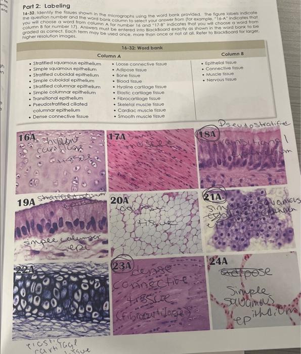 Solved Part 2: Labeling 16-32. Identify the tissues shown in | Chegg.com