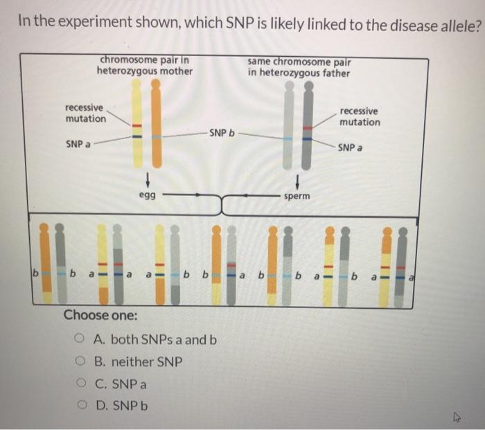 Solved In the experiment shown, which SNP is likely linked | Chegg.com