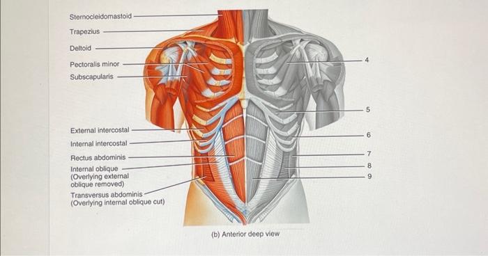 Solved (b) Anterior deep view 4 5 external intercostal | Chegg.com