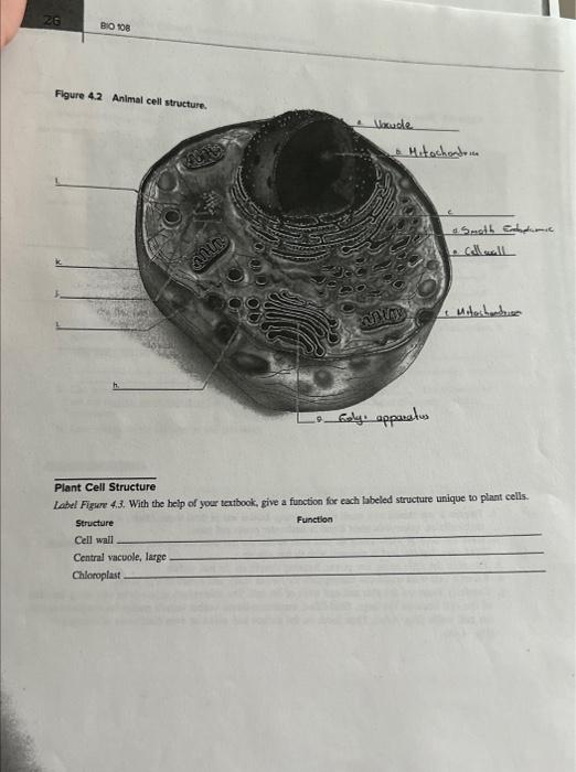 Solved Plant Cell Structure Label Figure 4,3. With the help | Chegg.com